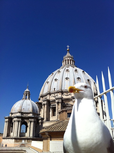 Holy See gull | Contrarian
