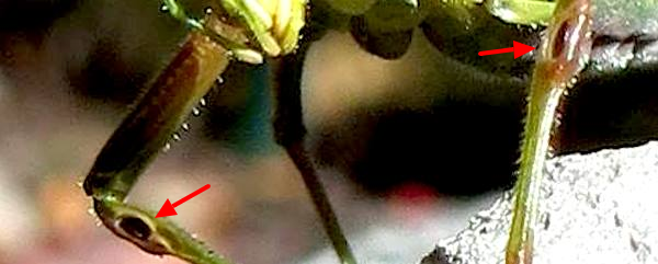 The Katydid's ears are in its knees | Contrarian