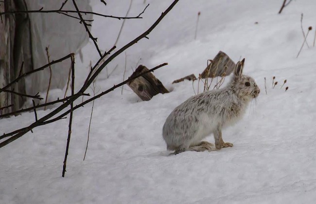 The Harbinger hare | Contrarian